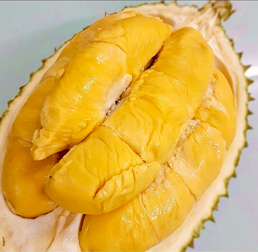 AA Musang King Frozen Wholefruit Durian D197 – Fishcitysydney