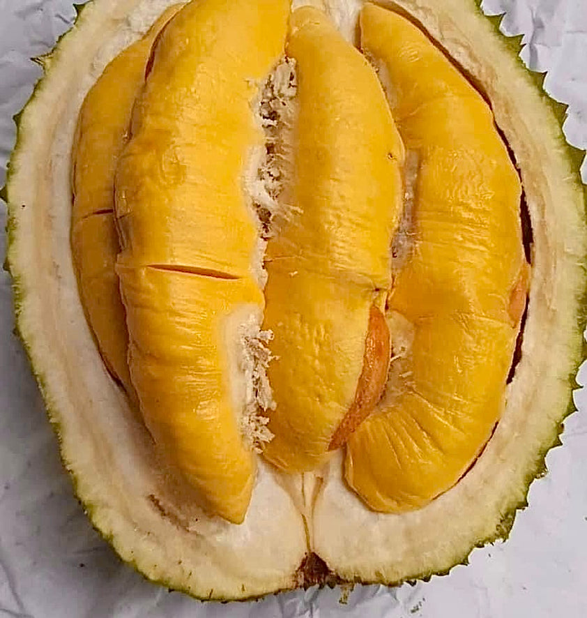 AA Musang King Frozen Wholefruit Durian D197 – Fishcitysydney