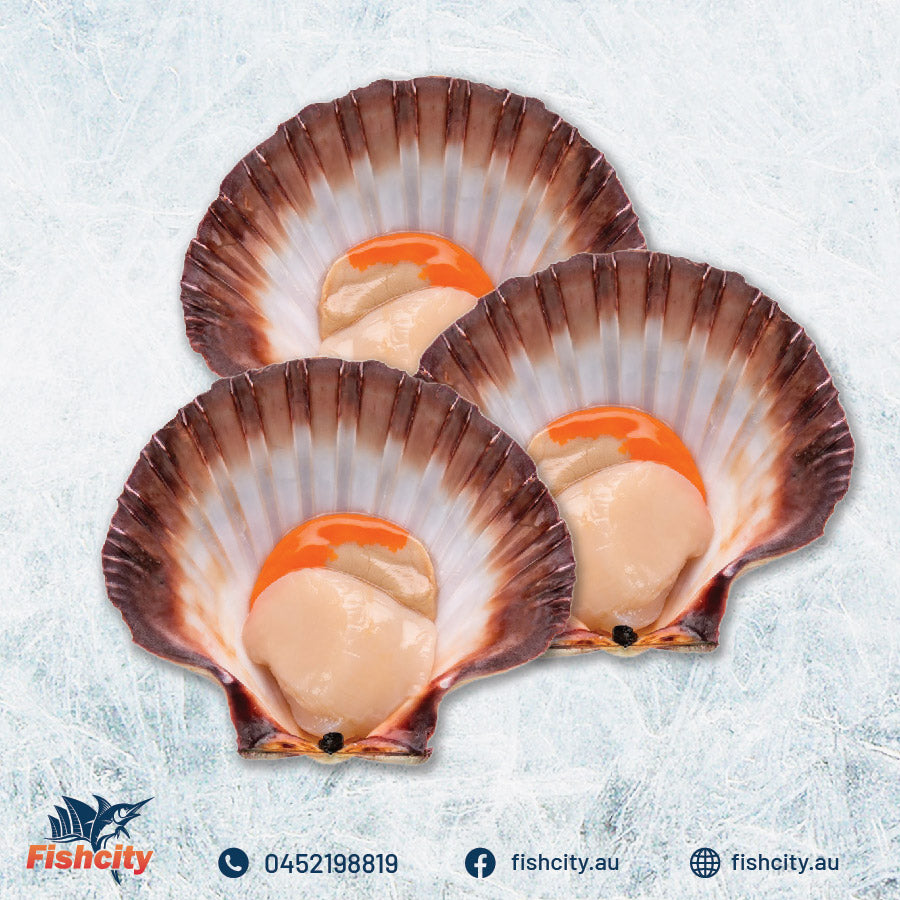 Fresh Australian Scallop – Fishcitysydney