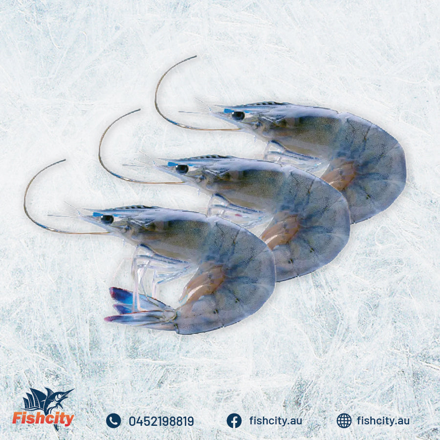 Crystal Prawn / Paradise Prawn – Fishcitysydney